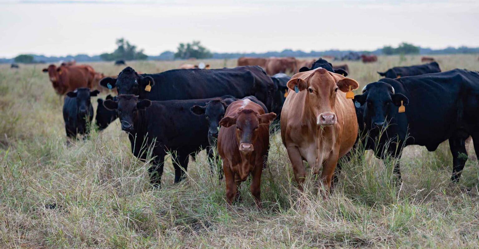 Blog - Champs Meat Market